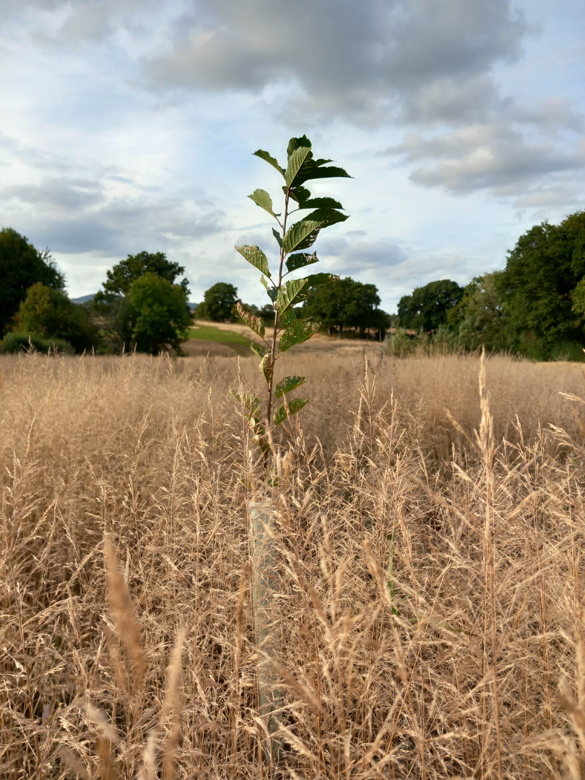 Hellens Landscape Regeneration Project - Hellens